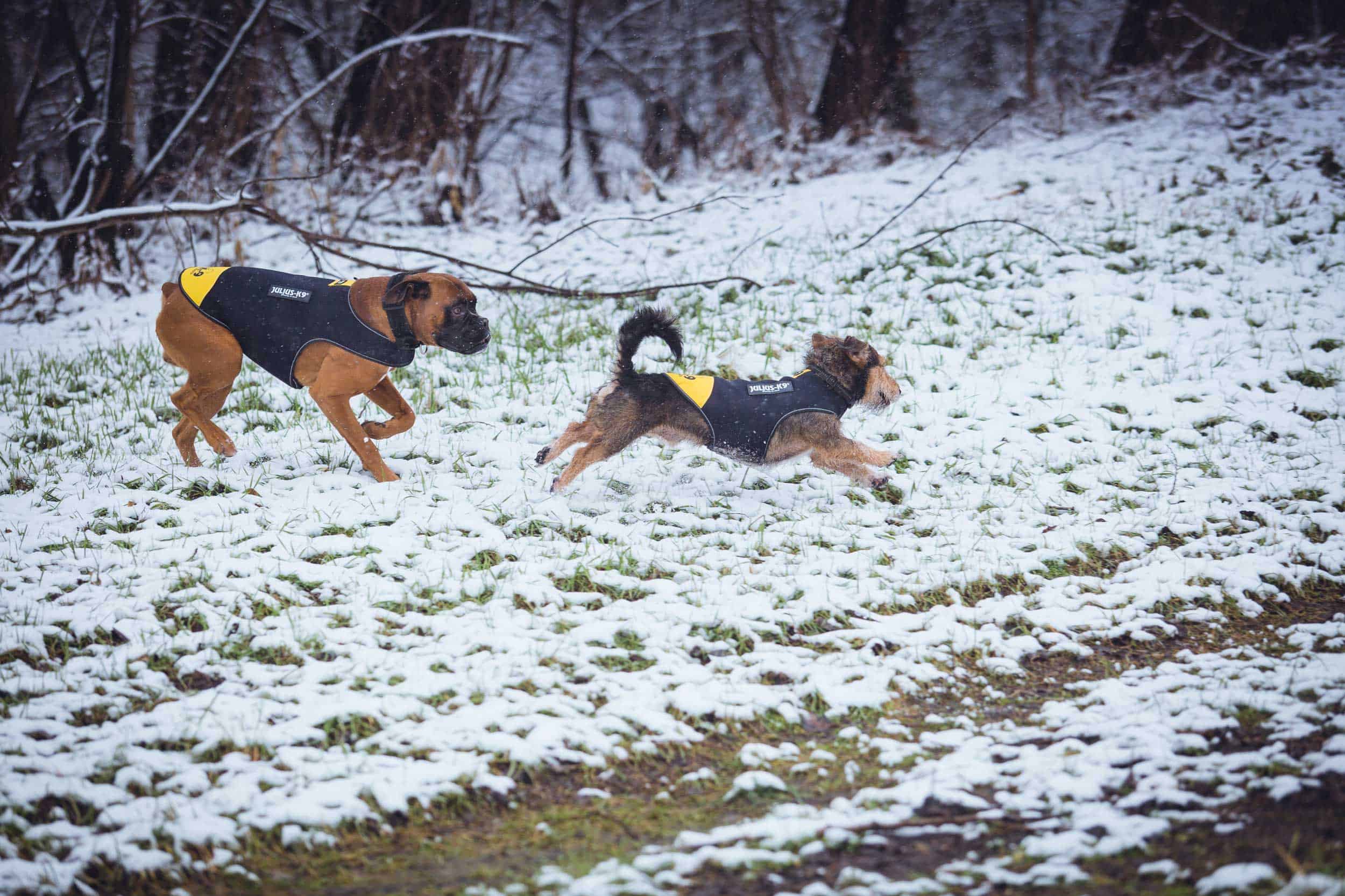 Reflective Neoprene Dog Jacket | Julius-K9 Neoprene IDC® Dog Jacket